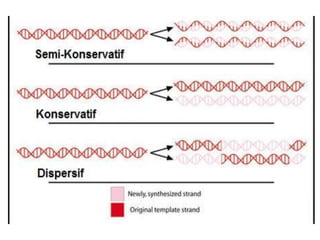 Replikasi DNA | PPT