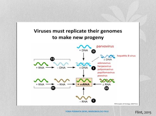 Replication of DNA Virus Genomes | PDF | Biological Sciences | Science