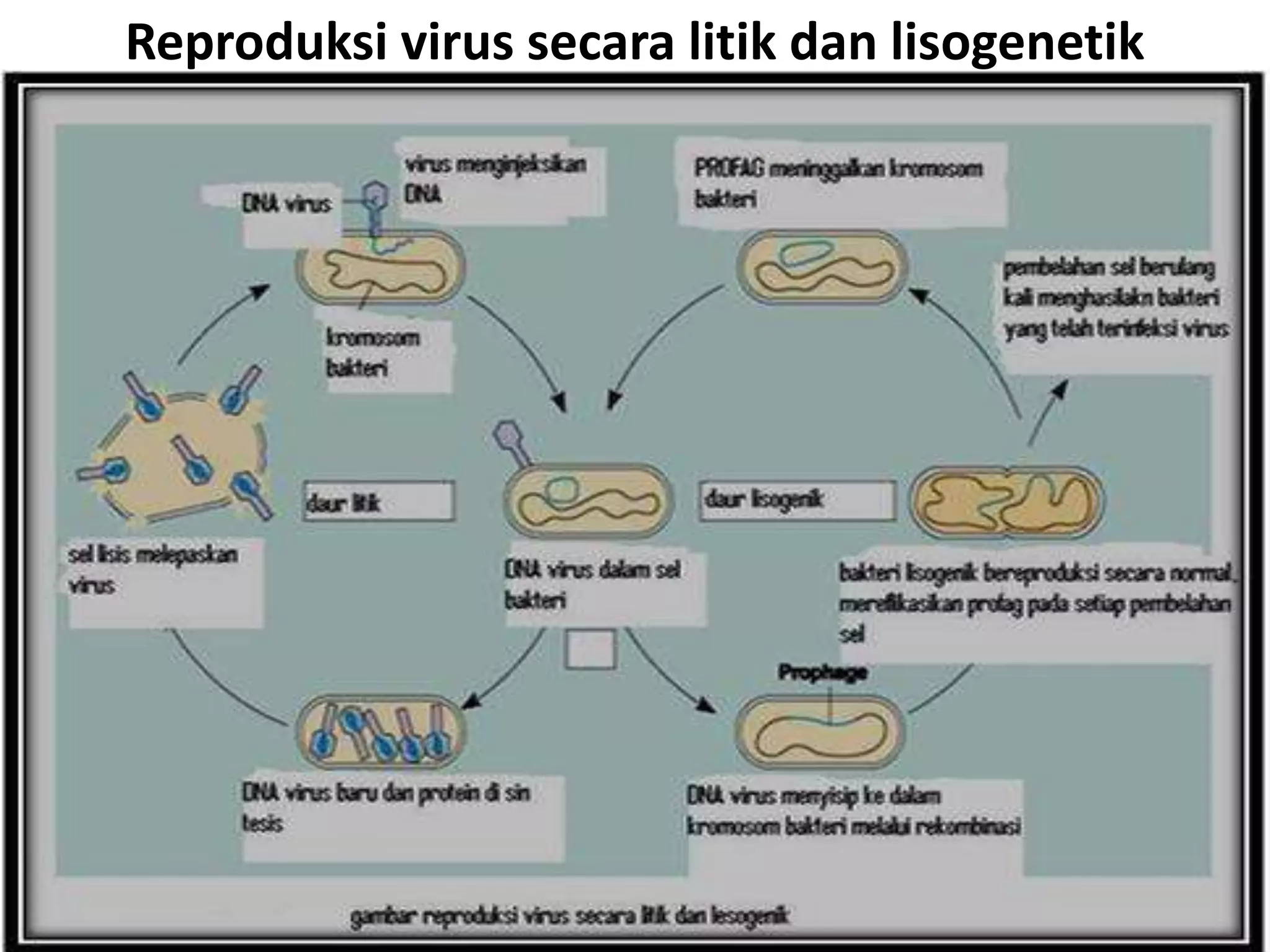 Repliksasi virus | PPTX