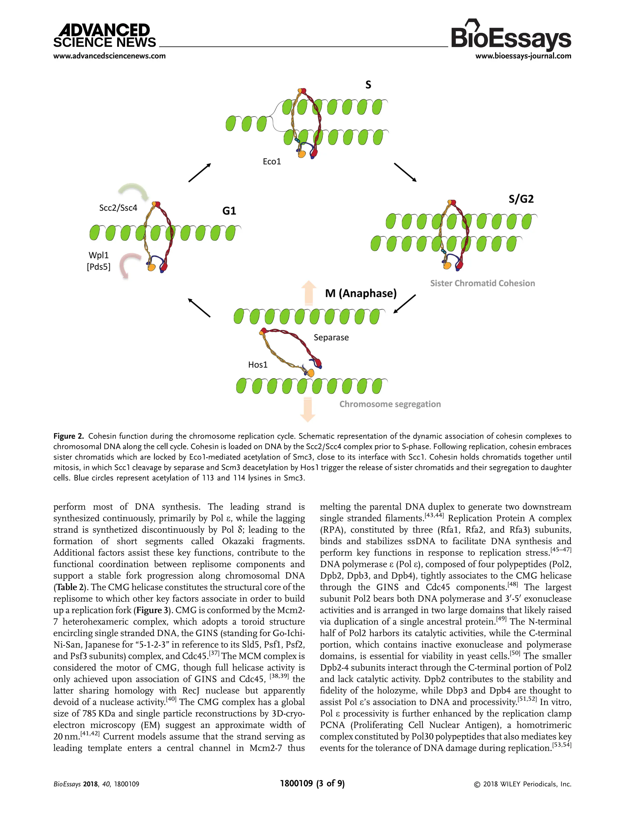 Replisome-Cohesin Interfacing A Molecular Perspective.pdf
