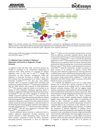 Replisome-Cohesin Interfacing A Molecular Perspective.pdf