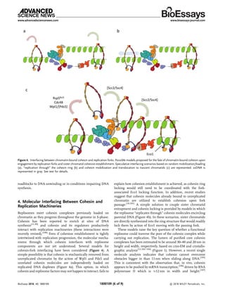 Replisome-Cohesin Interfacing A Molecular Perspective.pdf