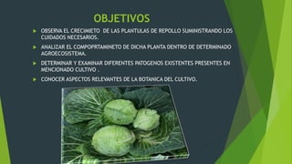 INGENIERÍA AGRONÓMICA -Repollo | PPTX