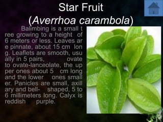 Herbal Plants and Medicines | PPTX