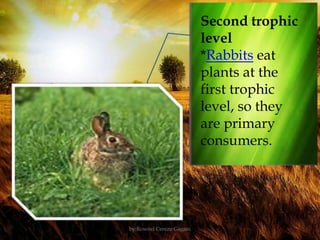 Trophic Levels, Bioenergetics, Chemical Energy and ATP | PPTX
