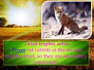 Trophic Levels, Bioenergetics, Chemical Energy and ATP | PPTX