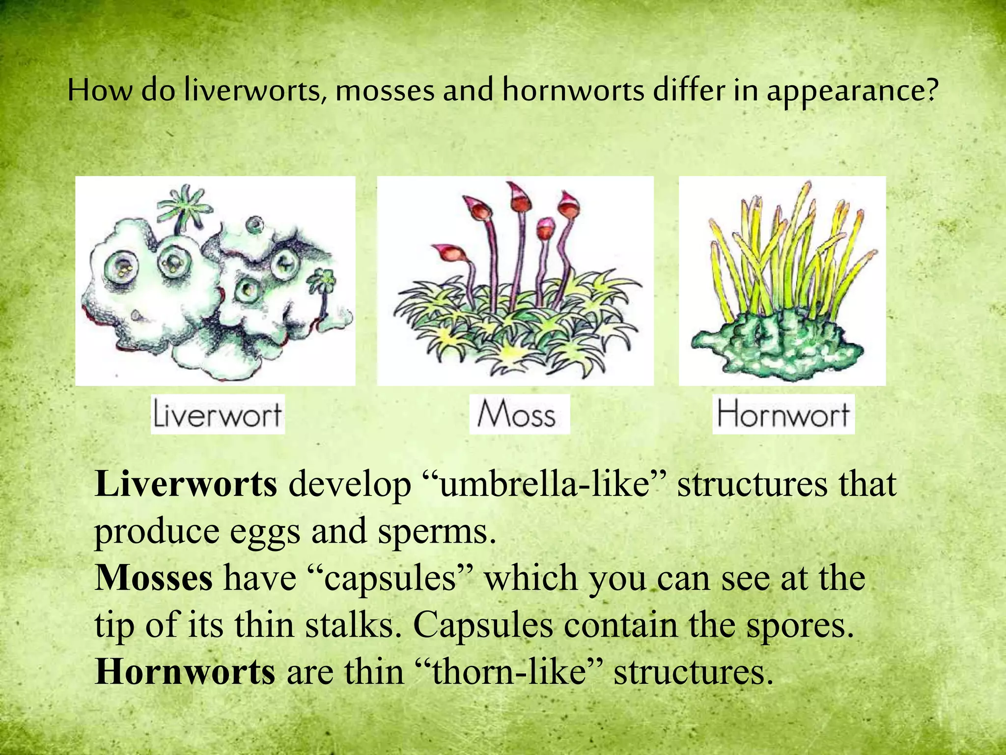 Non-Vascular Plants | PPTX