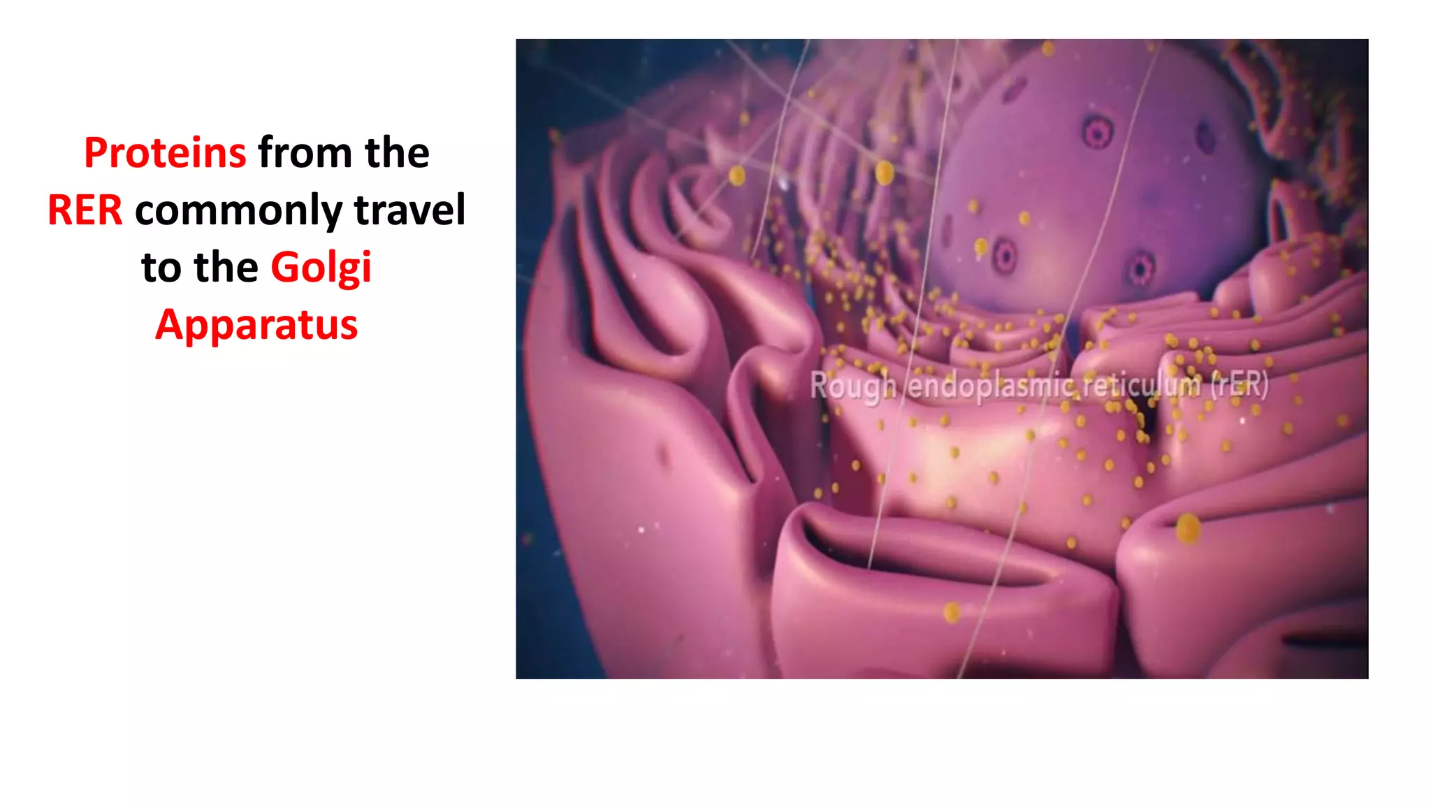 Cell's Structure: ER and Golgi Bodies | PPTX