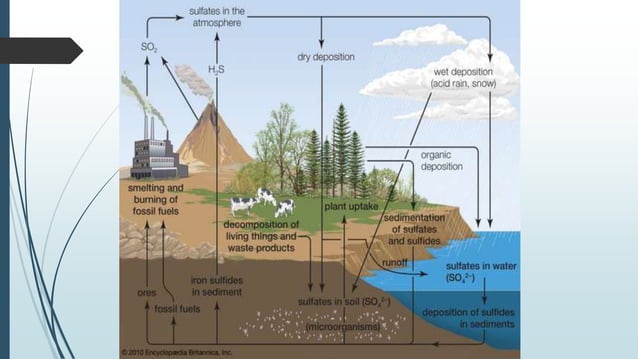 Environmental Science - Biogeochemical Cycle | PPTX | Chemistry | Science