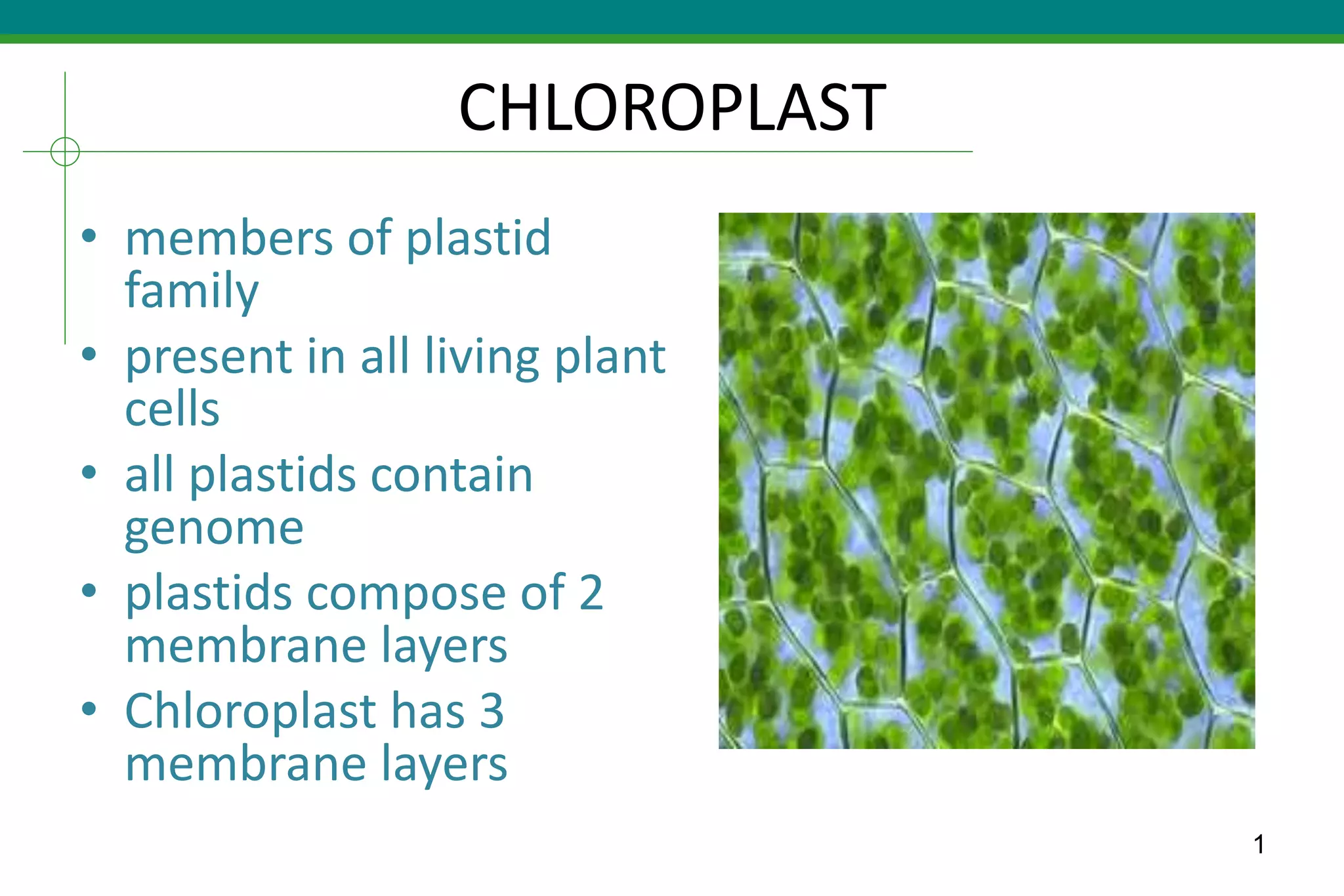 chloroplast | PPTX