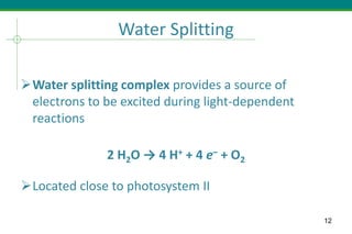 chloroplast | PPTX