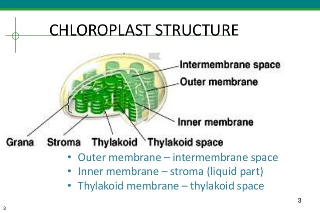 chloroplast