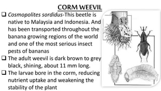 INTEGRATED PEST MANAGEMENT FOR BANANA | PPTX