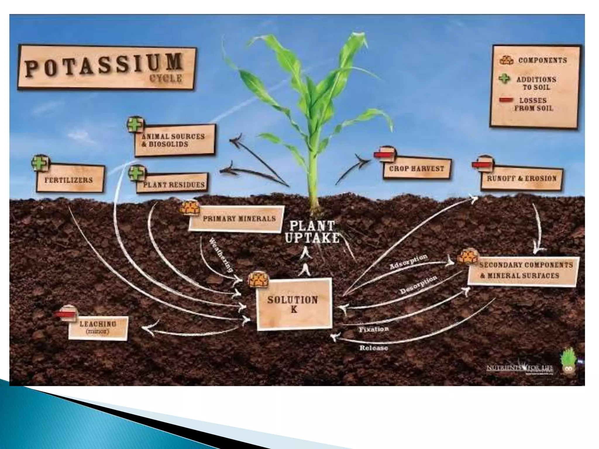 Report-No.8-Fertilizer-Or-Fertilizer-in-Agriculture.pptx