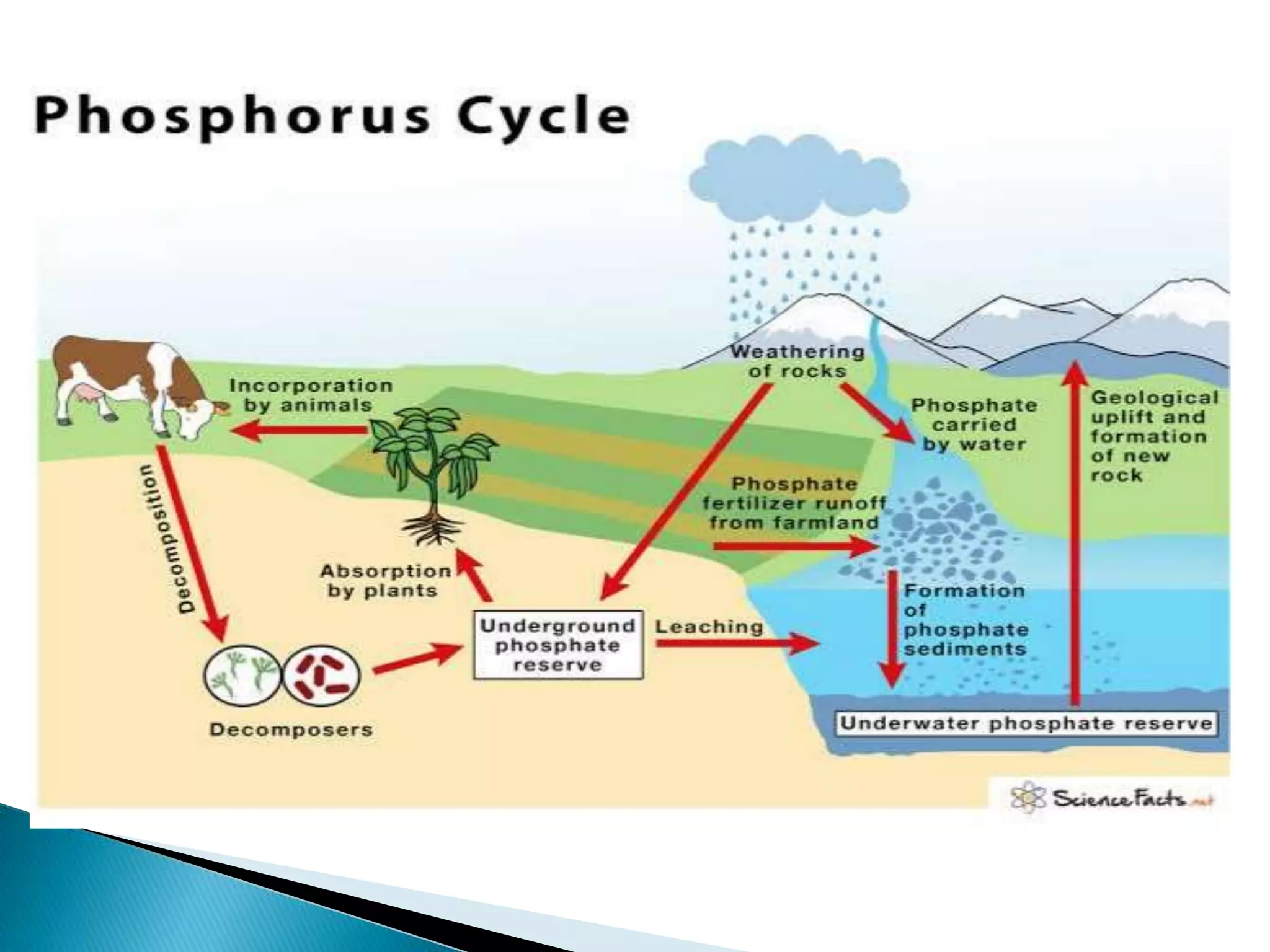 Report-No.8-Fertilizer-Or-Fertilizer-in-Agriculture.pptx