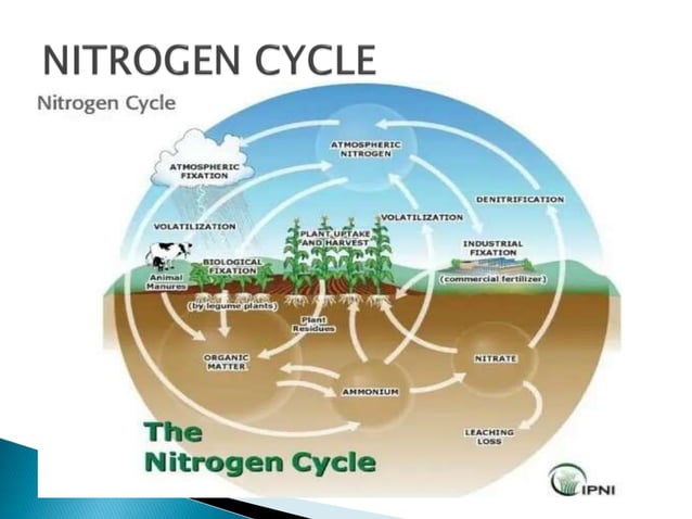 Report-No.8-Fertilizer-Or-Fertilizer-in-Agriculture.pptx