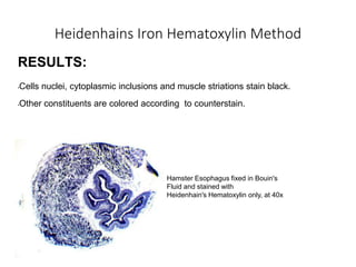 Principles of Staining | PPTX