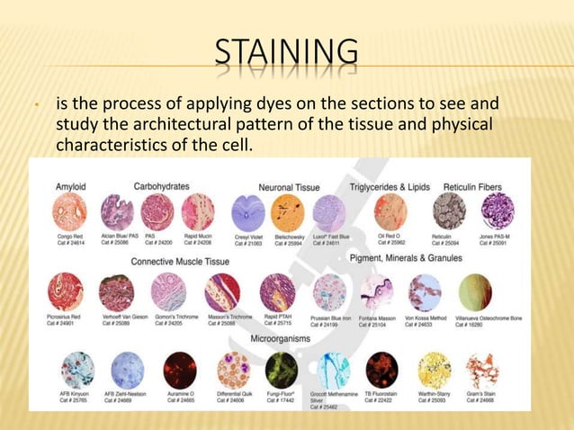 Principles of Staining | PPTX