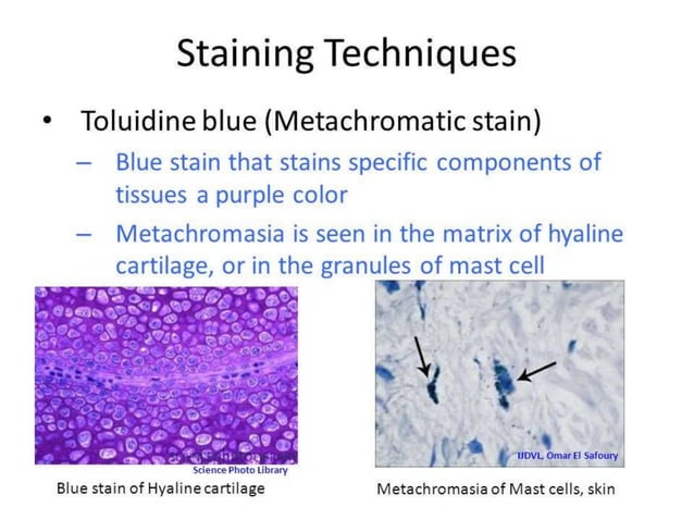 Principles of Staining | PPT