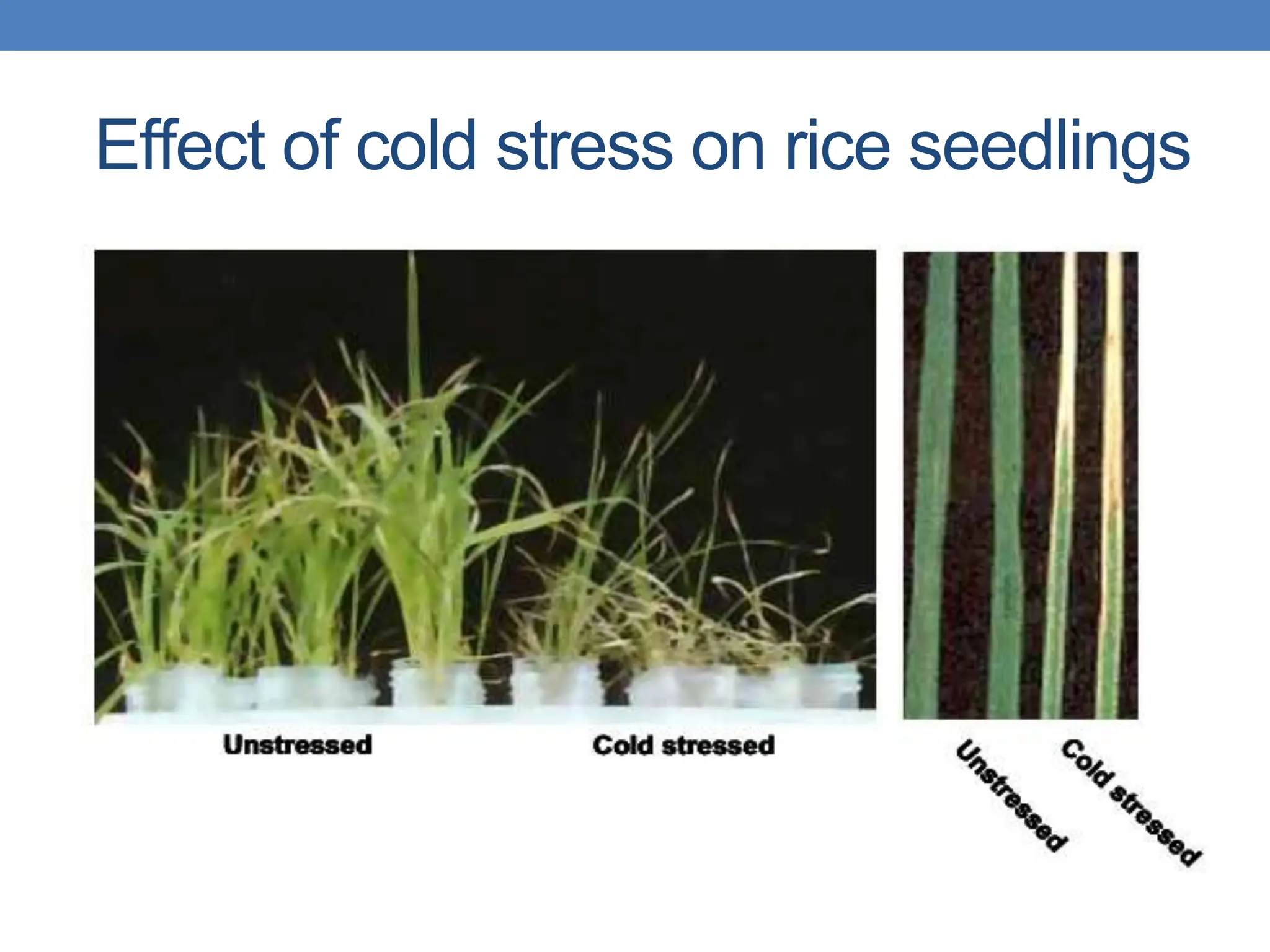 Tolerance Mechanism of Plants to cold stress | PPTX