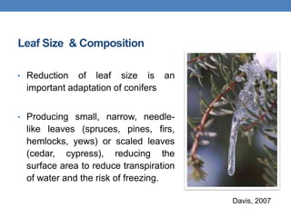 Tolerance Mechanism of Plants to cold stress | PPTX