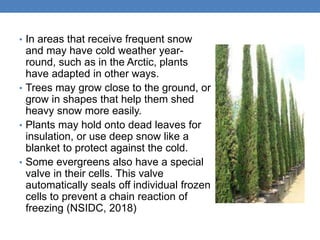 Tolerance Mechanism of Plants to cold stress | PPTX