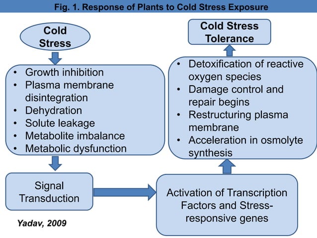 Tolerance Mechanism of Plants to cold stress | PPTX | Endocrine and ...