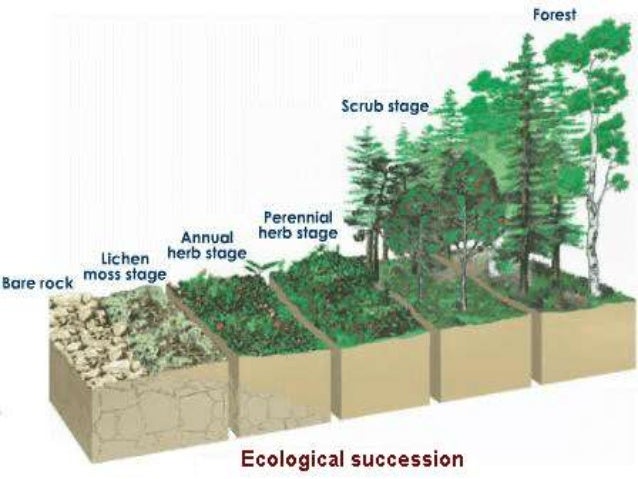Ecotone and edge effects & ecological succession