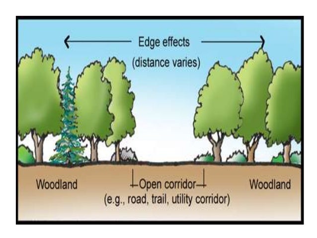 Ecotone and edge effects & ecological succession