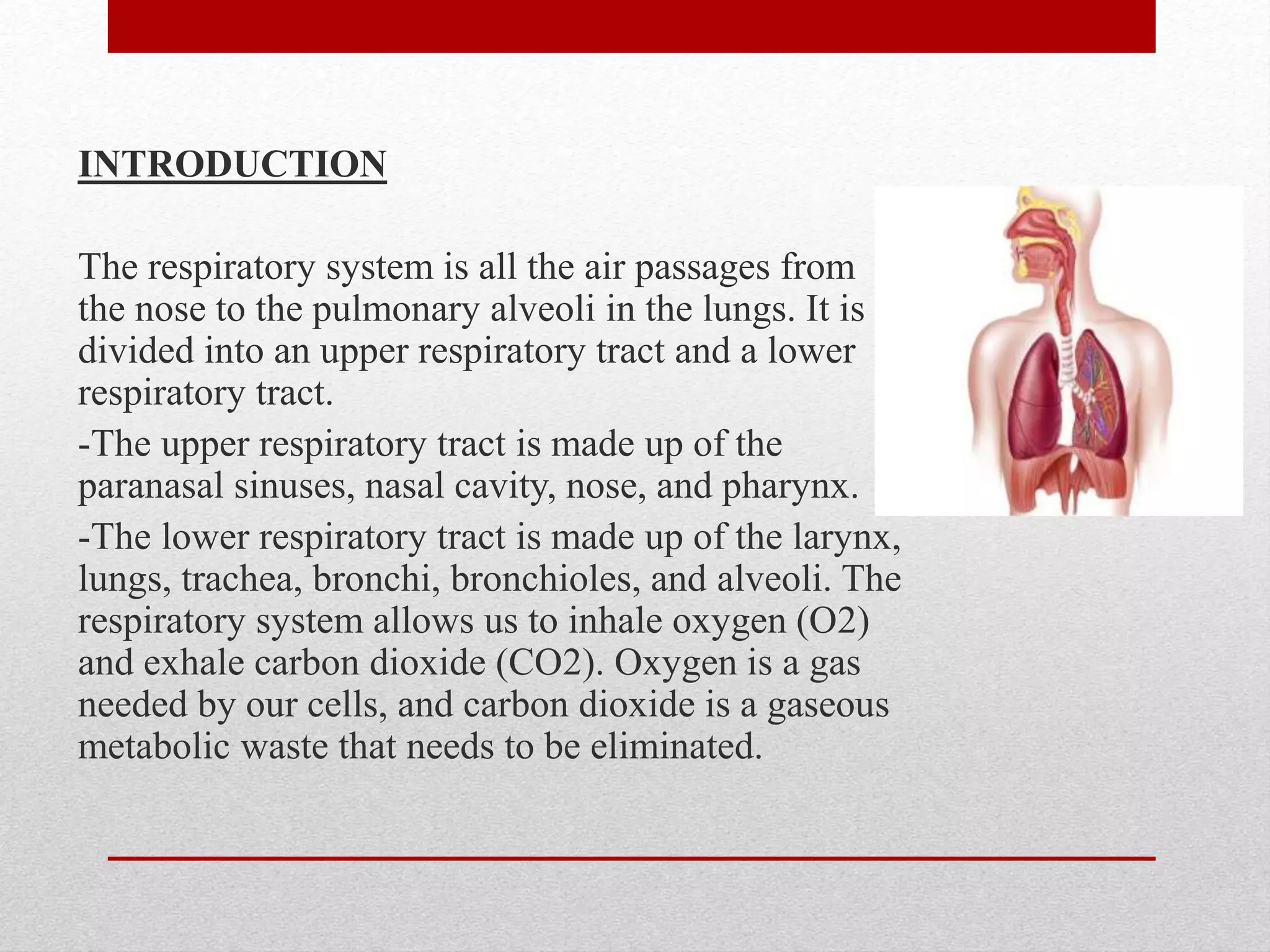 Respiratory System | PPT