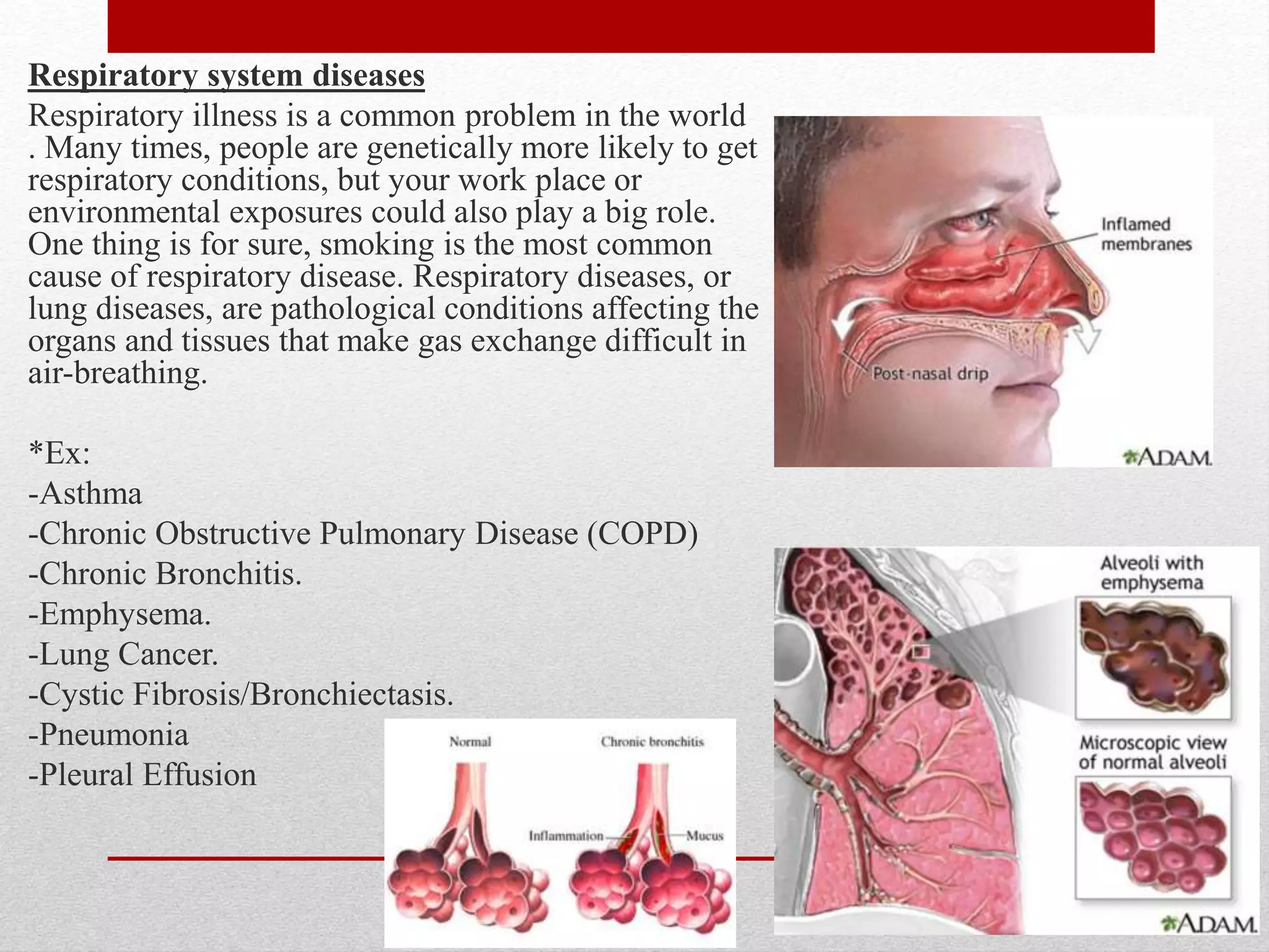 Respiratory System | PPTX