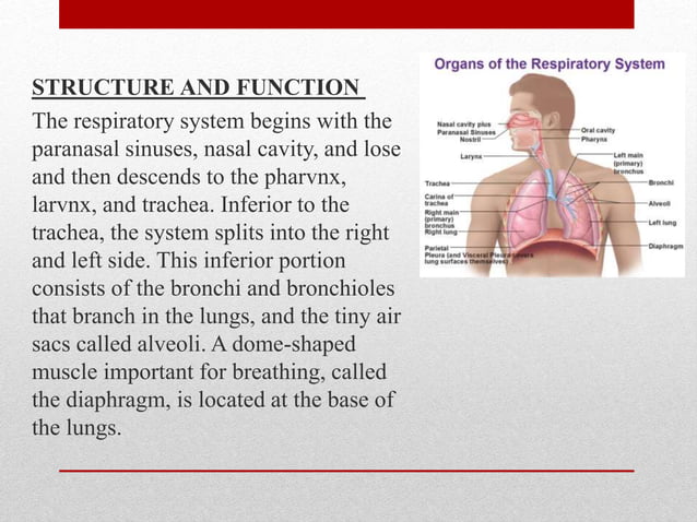 Respiratory System | PPT