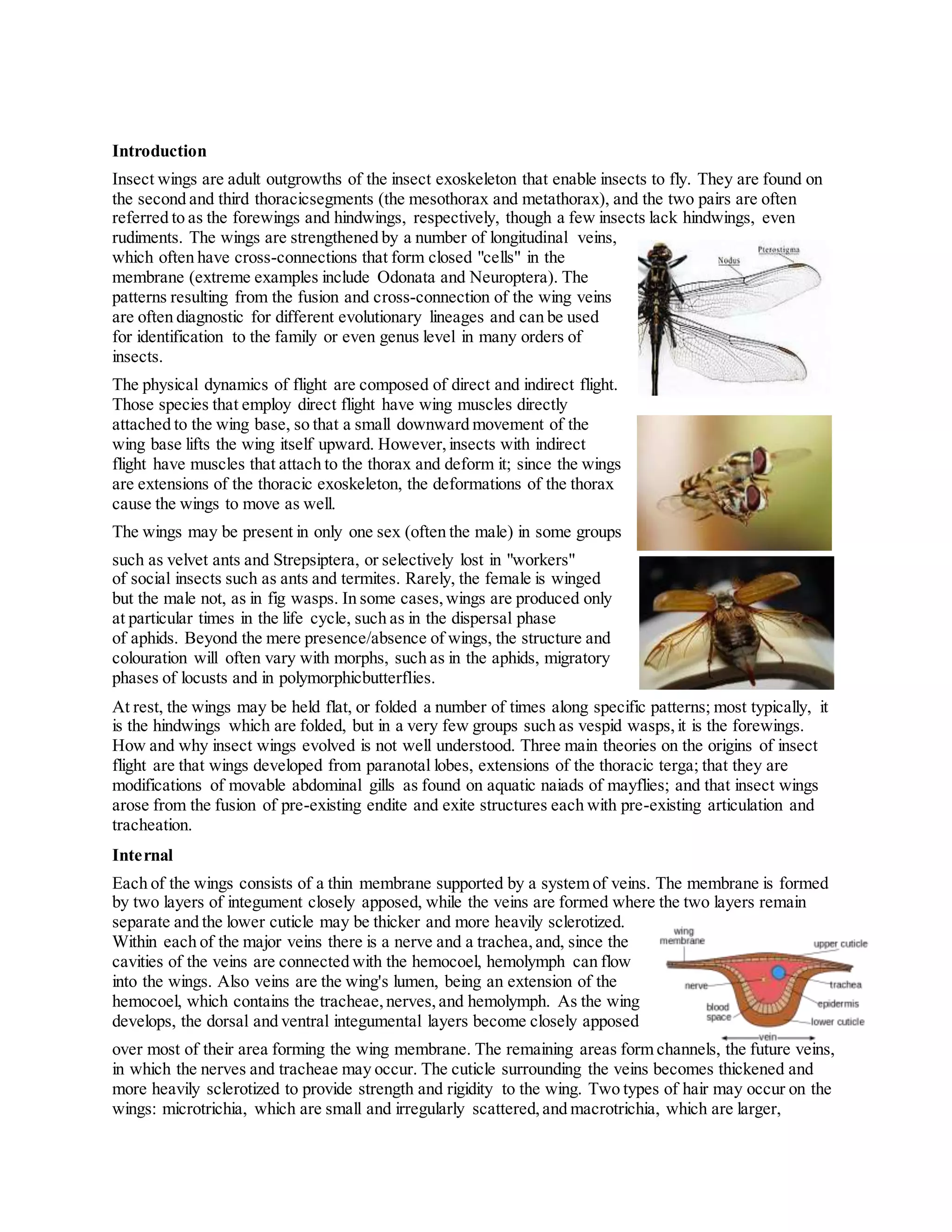 Insects wing | DOCX