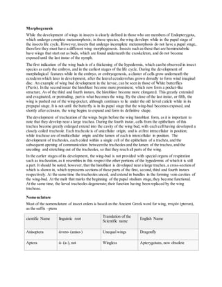 Insects wing | DOCX