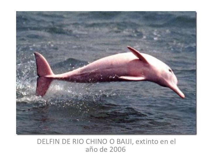 Animales extintos: Animales marinos extintos