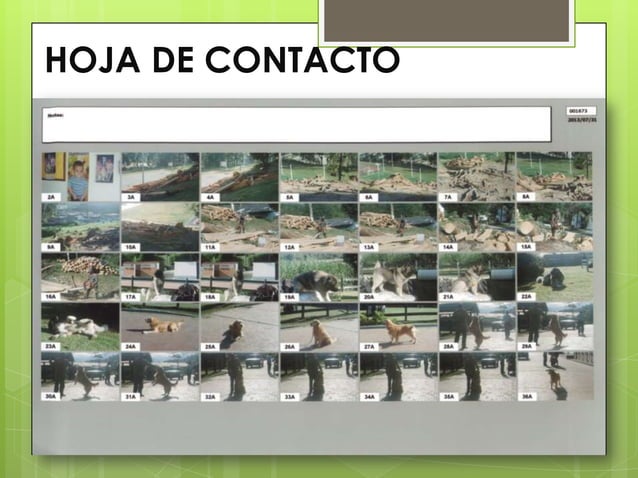 Reportaje hoja de contacto | PPTX