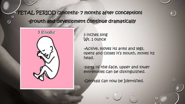 Pre-natal Development | PPTX | Pregnancy | Reproductive Health