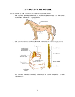 Documento sobre anatomia del sistema nervioso animal | DOCX