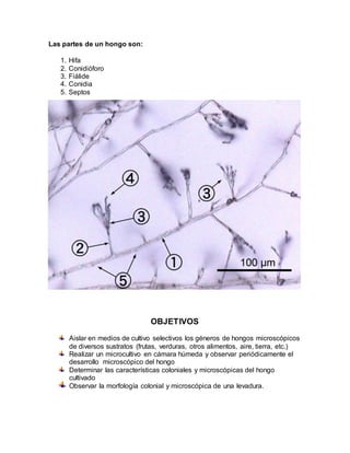 Microcultivo y Cuestionario de Hongos | DOCX