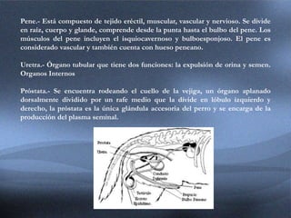 Inseminación artificial en caninos | PPTX