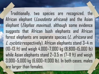 Report elephants | PPT