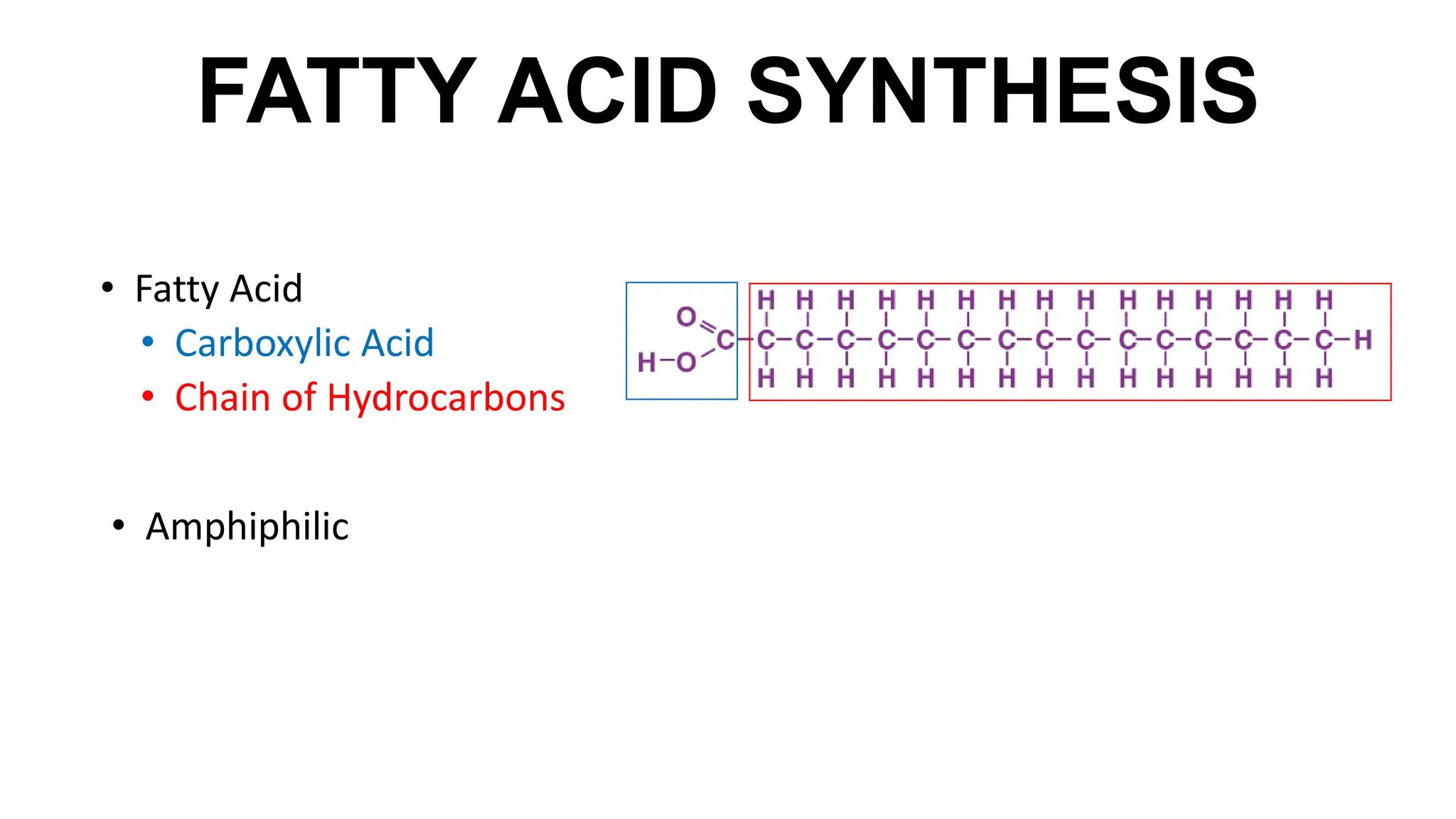 The Biosynthesis of Fatty Acids AnatomyPhysiology | PPTX