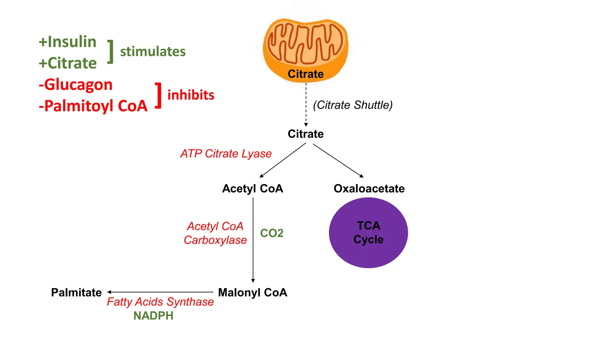 The Biosynthesis of Fatty Acids AnatomyPhysiology | PPTX