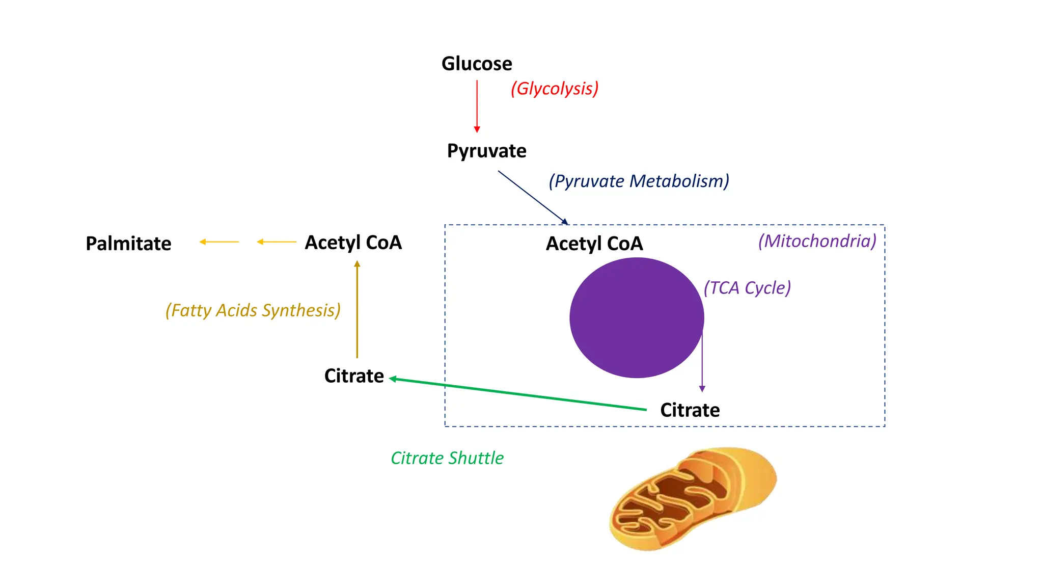 The Biosynthesis of Fatty Acids AnatomyPhysiology | PPTX