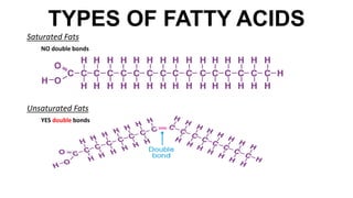 The Biosynthesis of Fatty Acids AnatomyPhysiology | PPTX | Chemistry ...