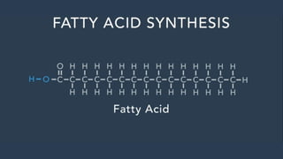 The Biosynthesis of Fatty Acids AnatomyPhysiology | PPTX | Chemistry ...