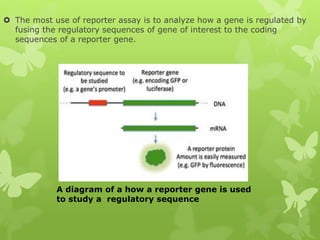 Reporter gene by kk sahu sir | PPT