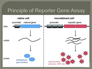 Reporter gene.pptx