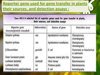 REPORTER GENE.pptx