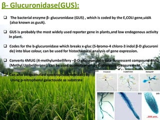 REPORTER GENE.pptx